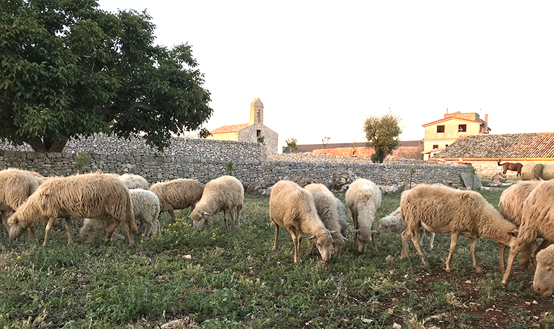 PECOR'è! - Algramà